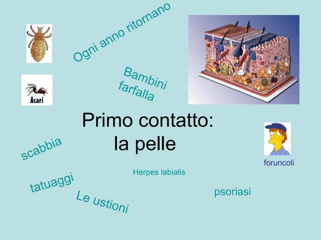 Apparato Circolatorio Diapositive1 | PPT