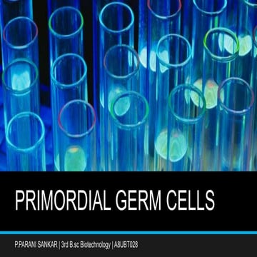 Primordial germ cells | PPTX