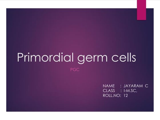 Primordial germ cells ps | PPT