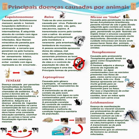 Principais doenças causadas por animais(FOLDER) | PPTX