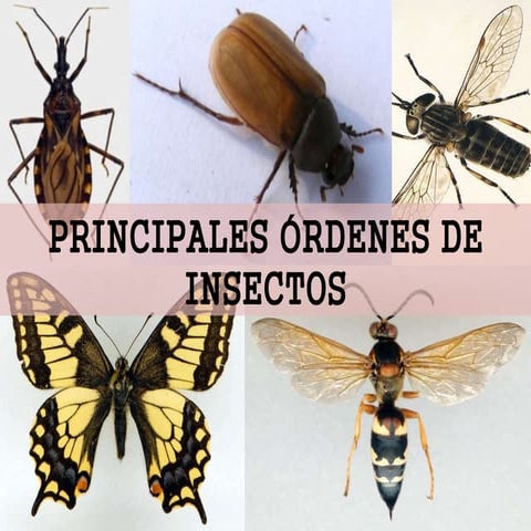 Order dermaptera by Christiana :) | PPTX