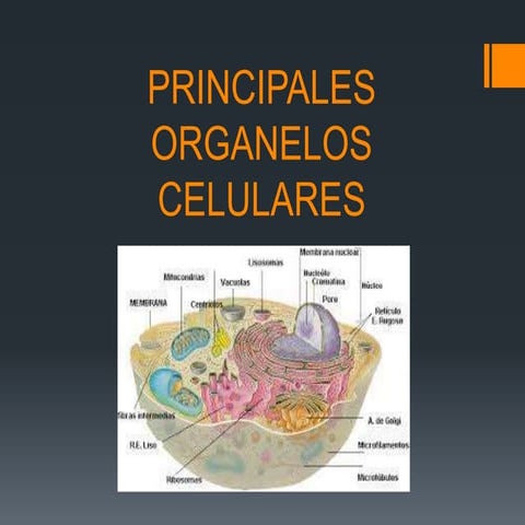 Organelos Celulares Organelos Celulares Y Sus Funciones BIOLOGIA