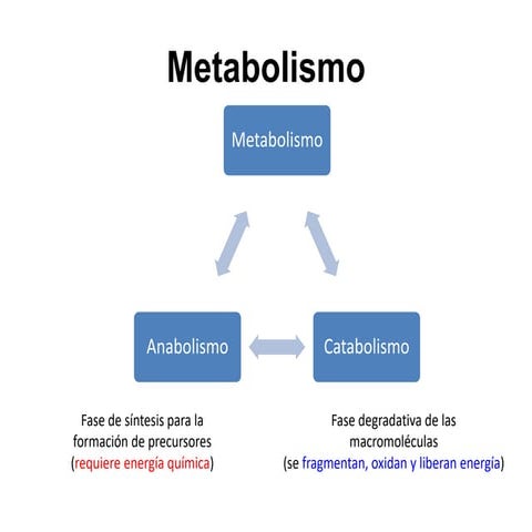 Catabolismo,anabolismo | PPTX
