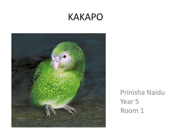 Kakapo | PDF