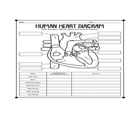 printablee.com-anatomy-and-physiology-worksheets_486949.png.pdf | Heart ...