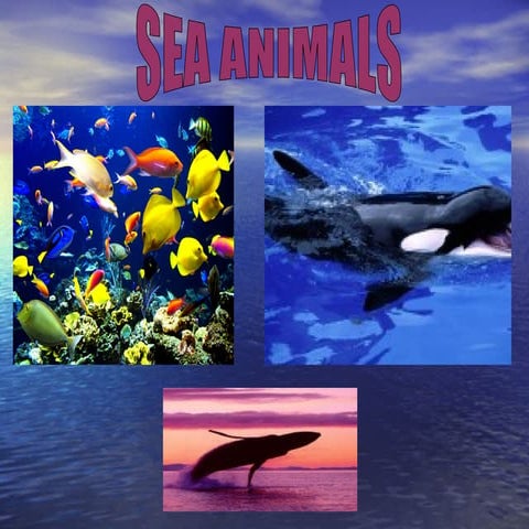 sea animals | PPT