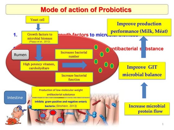 Challenges in preparation of suitable probiotics yeast | PDF