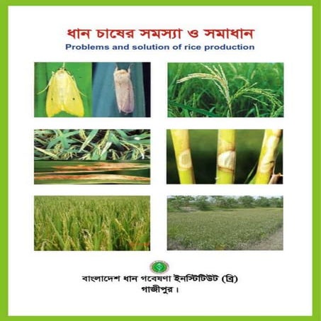 Problems and-solutions of rice | PDF