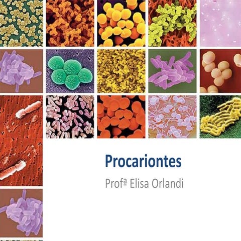 Procariontes | PPTX