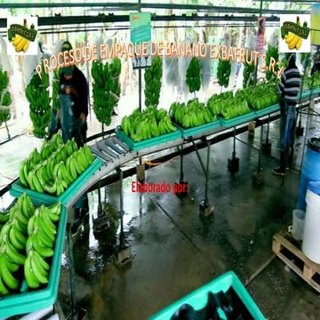 PROCESO DE EMPAQUE DE BANANO EXBAFRUT S.pptx