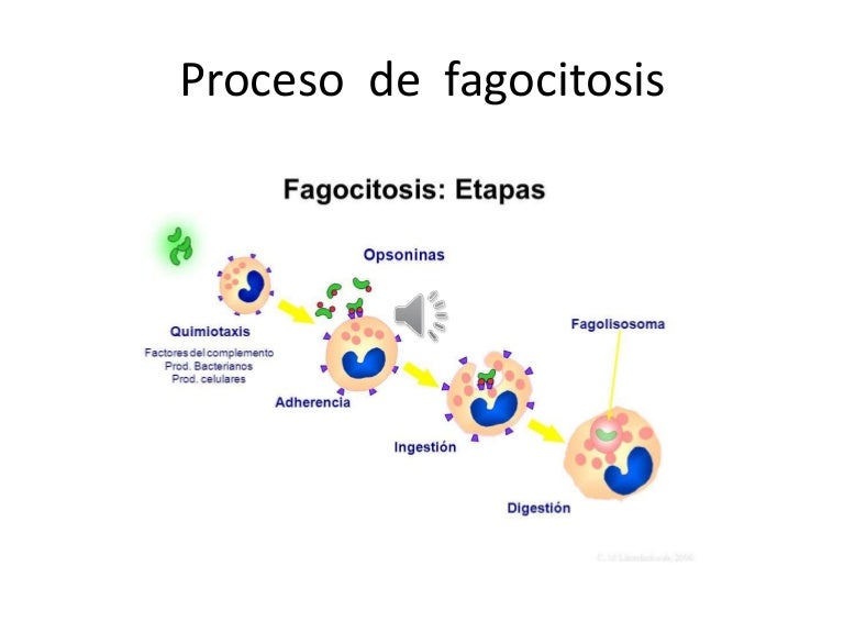 Proceso de fagocitosis