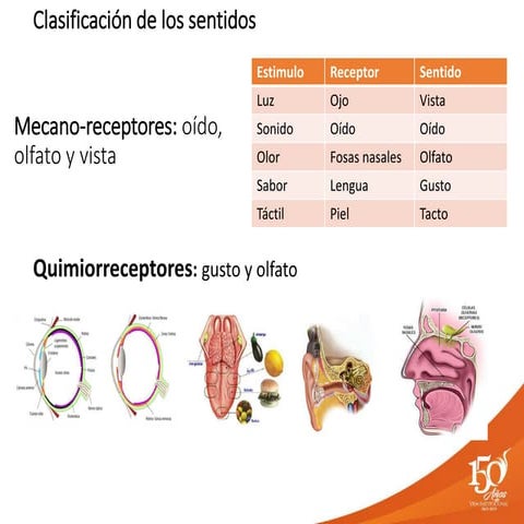 Procesosdelasensaciónypercepción-pg-1a-emf-russelvis-uct-6.pdf