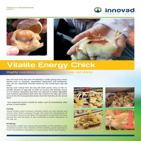 vitalite energy chick | PDF