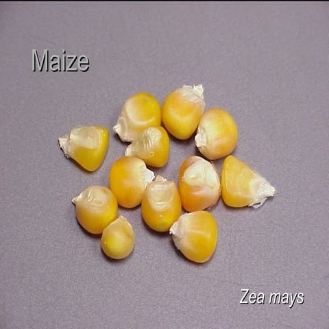 Structure and composition of corn maize | PPTX