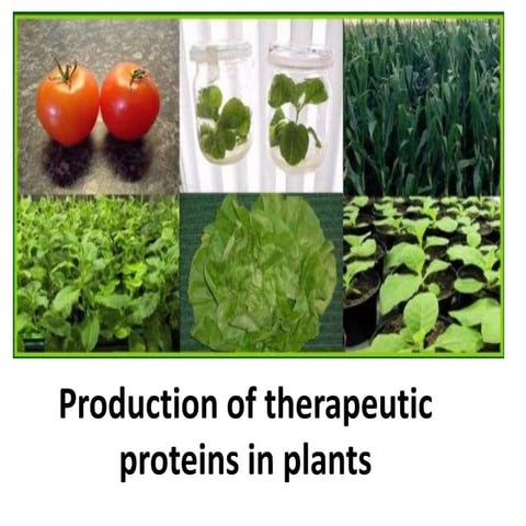 Biopharming - Introduction, Application, benefits and potential threats ...