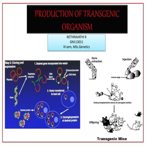 Production of transgenic organism | PPTX