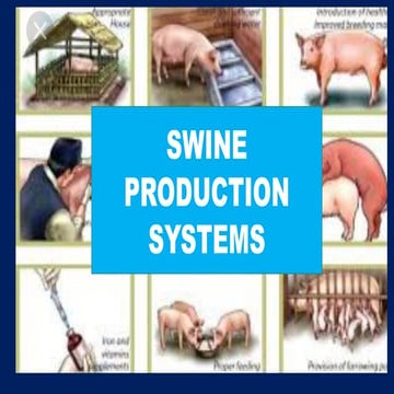 Production System.pptxSwineProductionsystem | PPTX