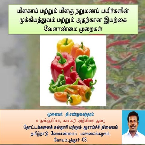 Production technology for chilli, Capsicum and black pepper.pdf