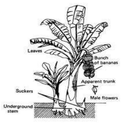 Production technology of Banana.pptx