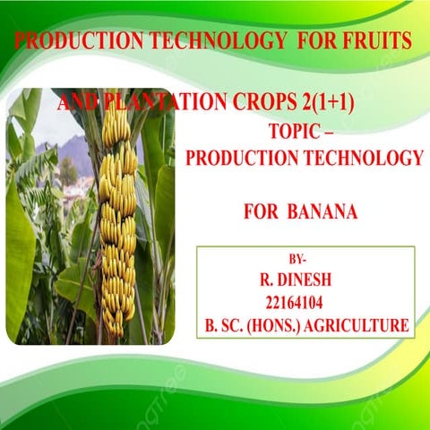 production technology of banana- From sowing to harvest. | PPTX