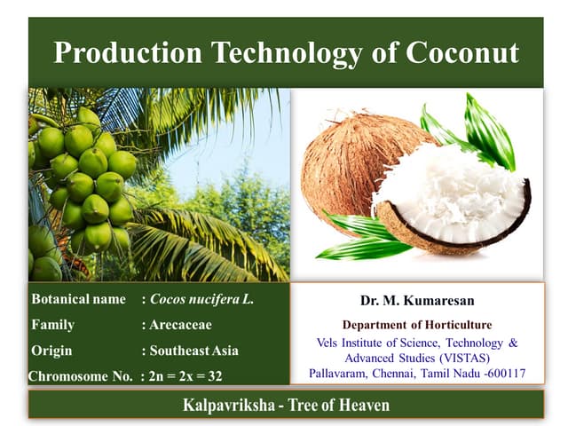 Coconut.tree ppt | PPT