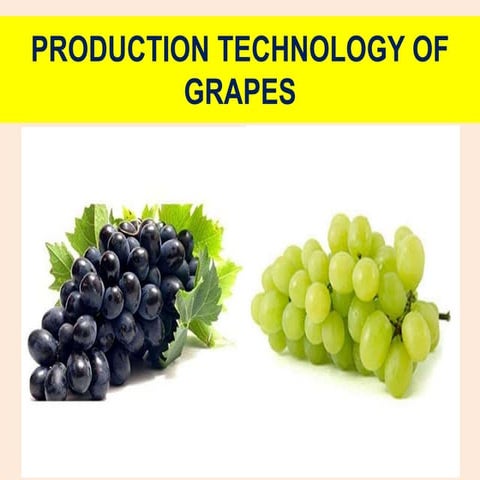 PRODUCTION TECHNOLOGY OF GRAPES.pptx (jayaprakash) | PPTX