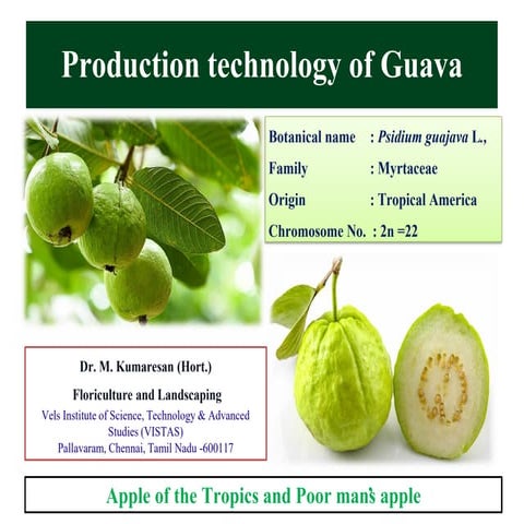 Advances in Production Technology of Guava.pdf
