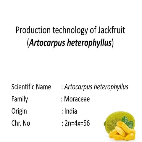 Production technology of jackfruit (Artocarpus heterophyllus) | PPTX