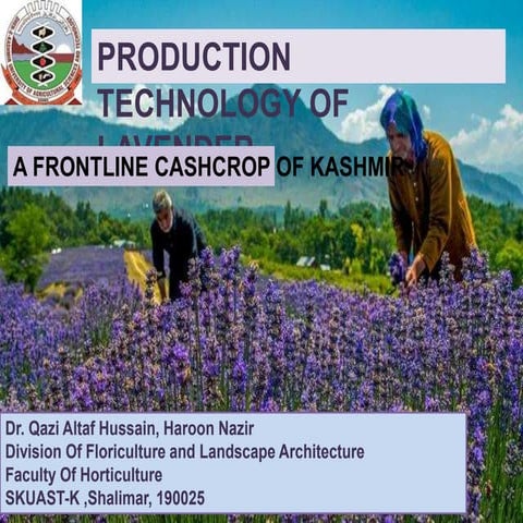 Production Technology Of Lavender.pptx