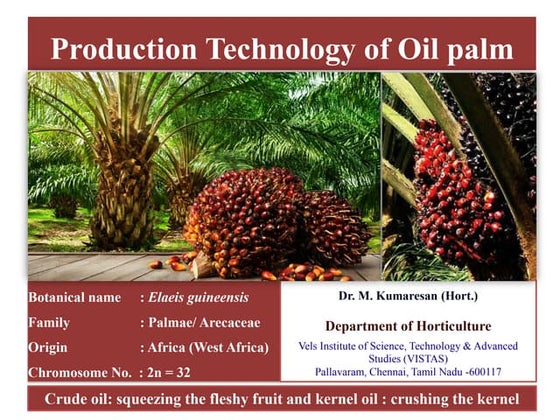 Production Technology of Palmyrah (Borassus flabellifer L) | PDF