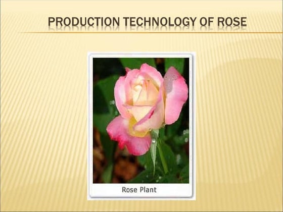 Rose Information in English-Rose Information for Project-Rose ...