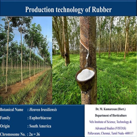 Production technology of Rubber (Hevea brasiliensis) | PDF
