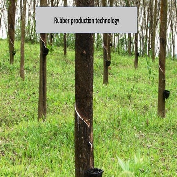 Production technology of rubber tree | PDF