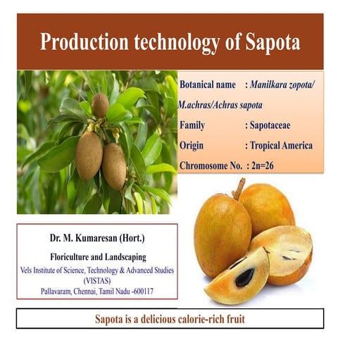 Production Technology of Palmyrah (Borassus flabellifer L) | PDF