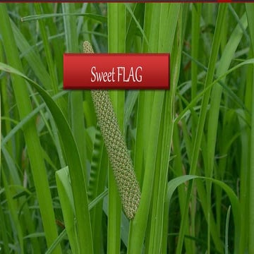production technology of sweet flag.pptx | Gardening | Home & Garden