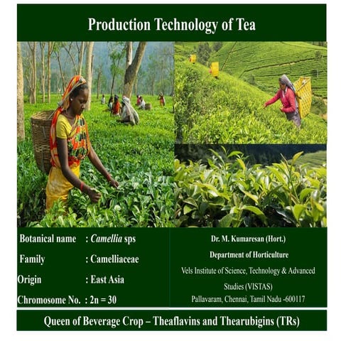 Production Technology of Tea (Camellia sinensis)pdf | PDF