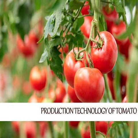 Production technology of tomato | PPTX