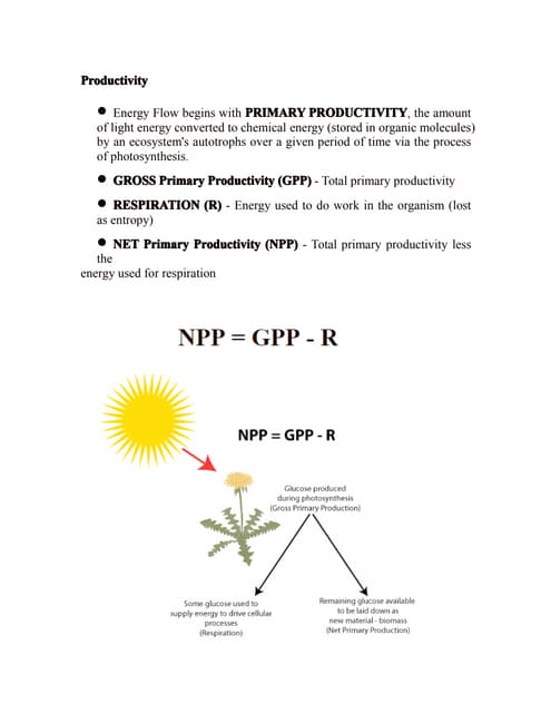 Productivity in ecosystem | PDF