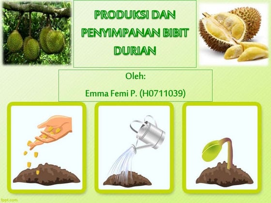 Teknik Persilangan Kelapa Sawit dan Daftar Varietas Kelapa Sawit | PPT