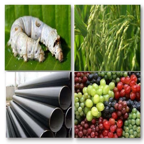 Produksyon at salik lupa at kapital | PPT