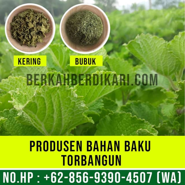 Produsen Daun Torbangun | PPTX