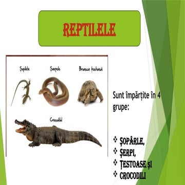 Proiect_Reptile, curiozitati, informatii.pptx