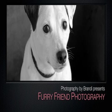 Furry Friends | PPT