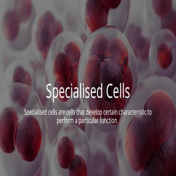 list of specialized somatic cells in human body .pptx
