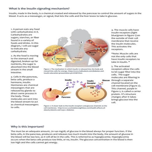 Technical Description of Insulin | PDF
