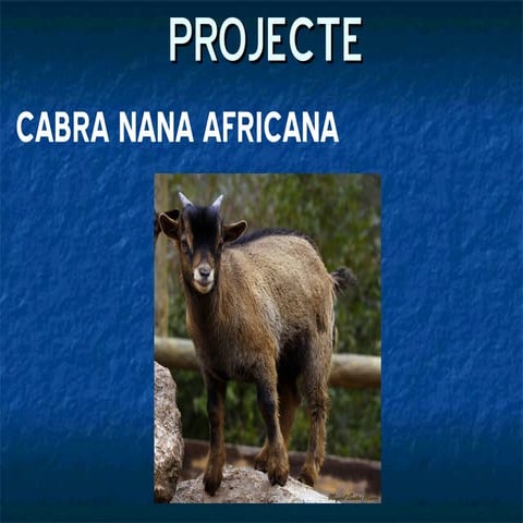 Projecte cabra nana | PPT