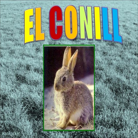 Projecte del conill. curs 2010 11 | PPT