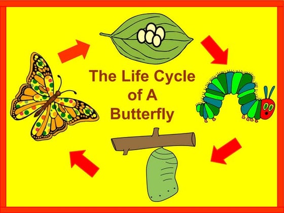 Life Cycle of a Caterpillar | PPTX
