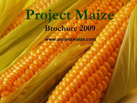 Maize production technology | PPT