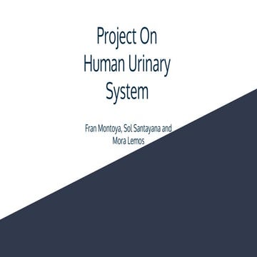 Project On Human Urinary System - Presentacion | PDF